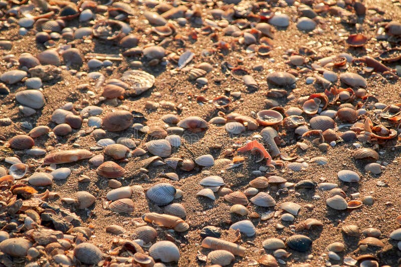 Tons of Shells in the Sand on the Beach Stock Image - Image of colorful ...
