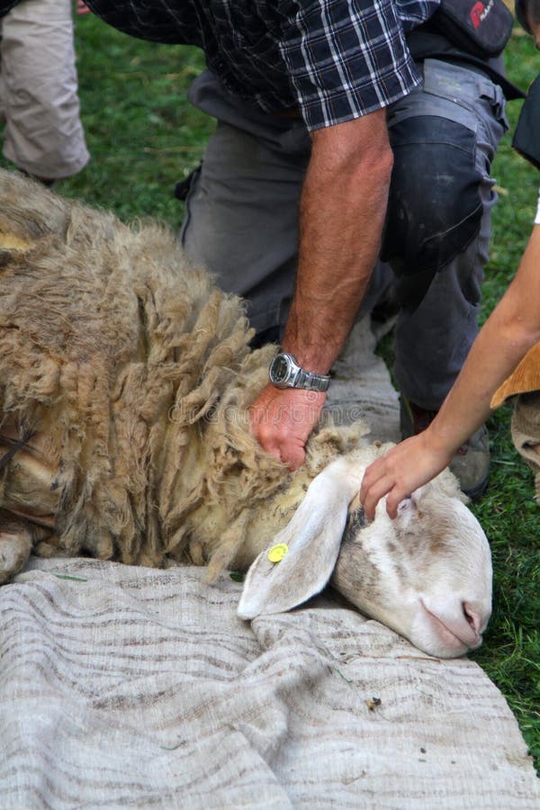 Moutons de tonte photo stock. Image du moisson, nostalgie - 18663018