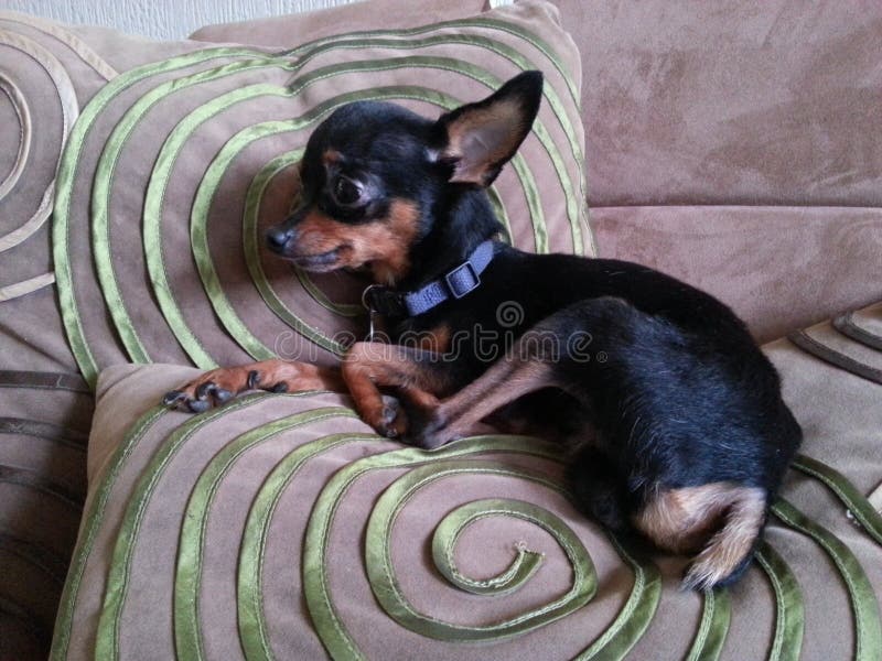 Tony stock photo. Image of tony, mascota, pinscher, doberman - 42725412