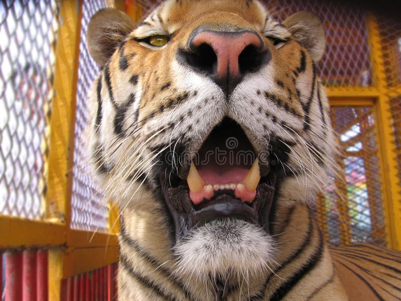 Wedding stock image. Image of couple, wife, dressed, husband - 354885