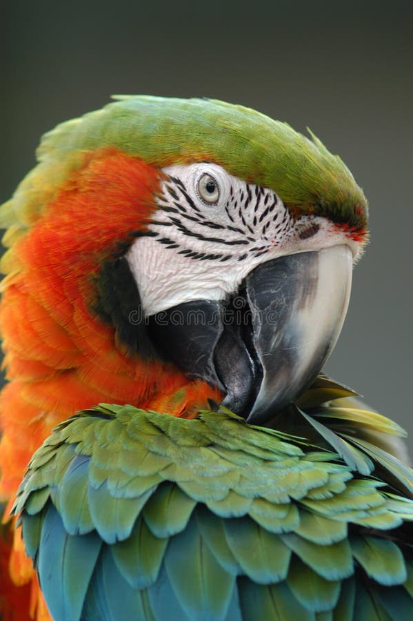 Too Cute stock image. Image of animal, blue, feathers, parrot - 25585
