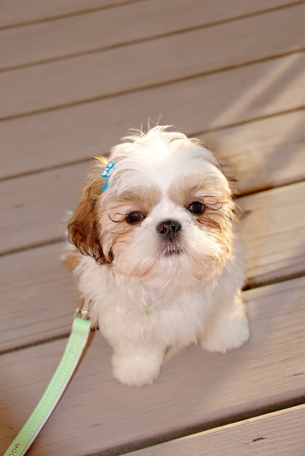 Too Cute for Words stock photo. Image of whimper, text - 3611666
