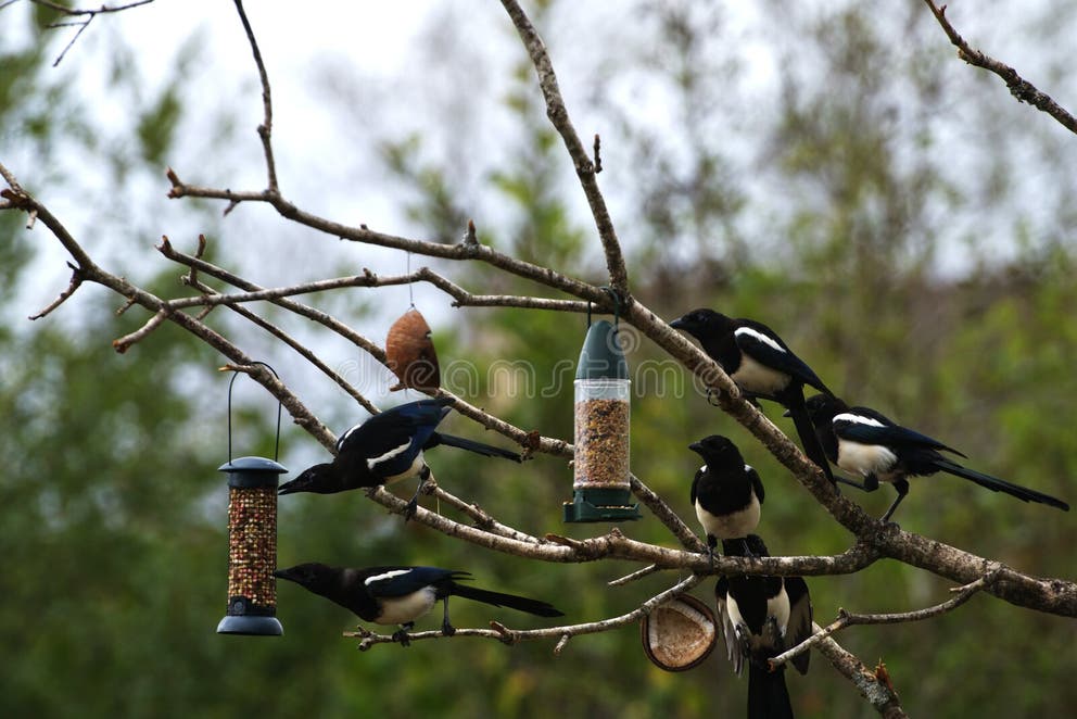 Too Many Magpies stock photo. Image of magpie, forest - 255741476