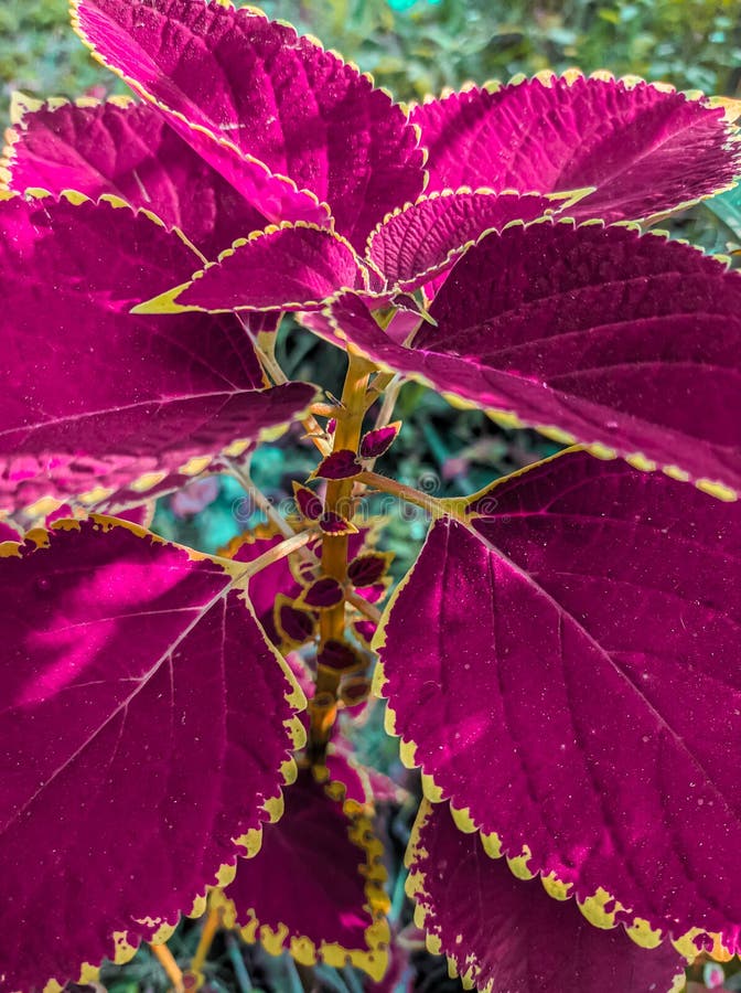 Too many red leaves stock image. Image of unique, landscape - 172709559