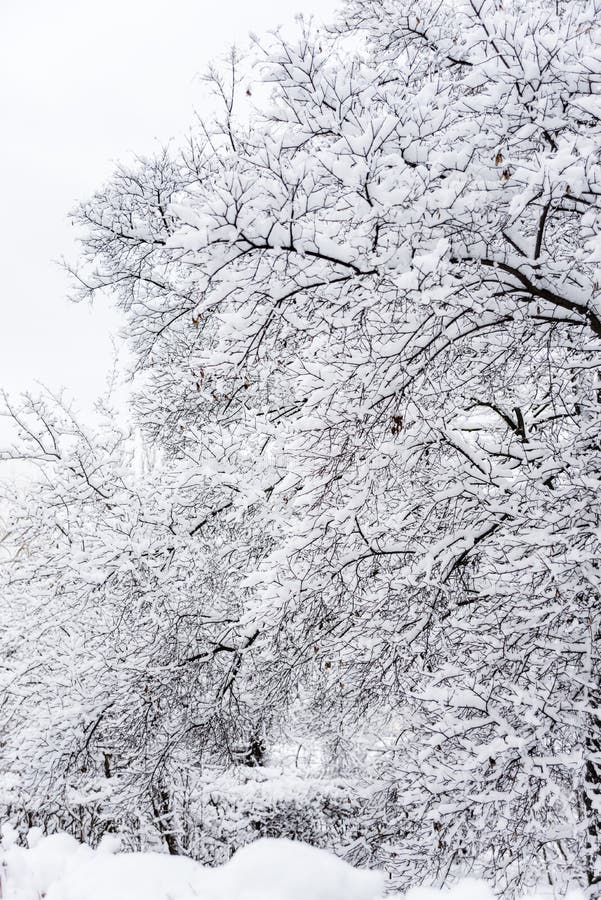 Too much snow stock photo. Image of snowflake, cold, rural - 63344238