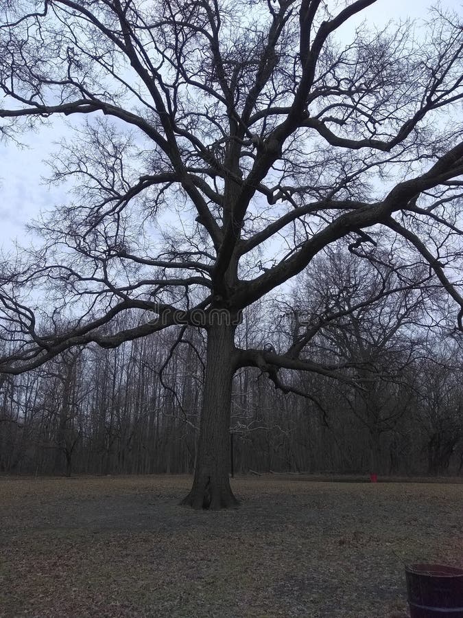 Too old stock photo. Image of winter, nature, forest - 142357330