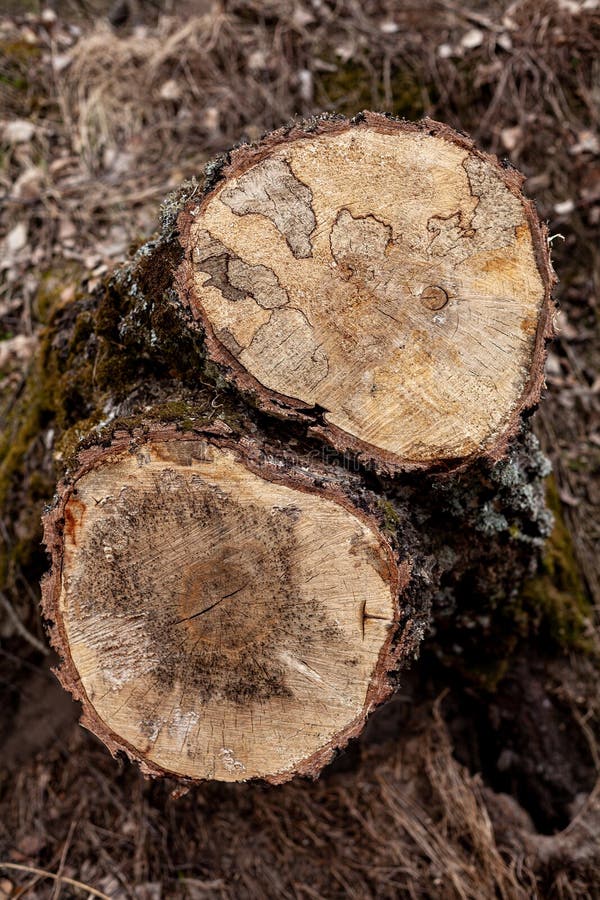 Too Trunk Tree Cut Down Trees Pattern Stock Image - Image of textura ...