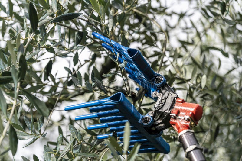 Tool for Olive Harvesting on the Column Stock Photo - Image of ...