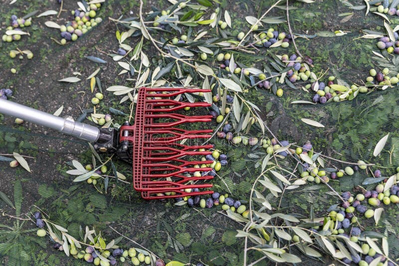 Tool for Olive Harvesting on the Column Stock Image - Image of leaf ...