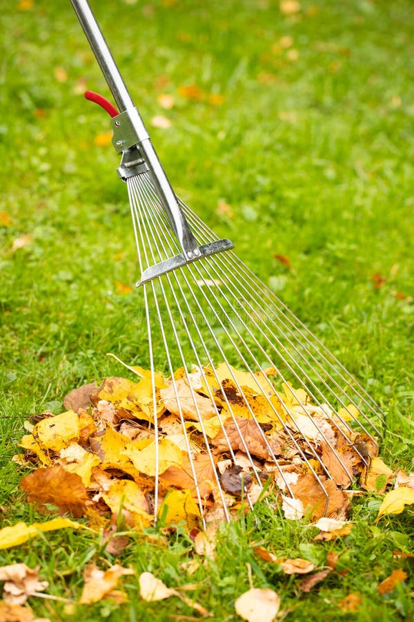 Rake with Fallen Leaves in Autumn. Gardening during Fall Season ...