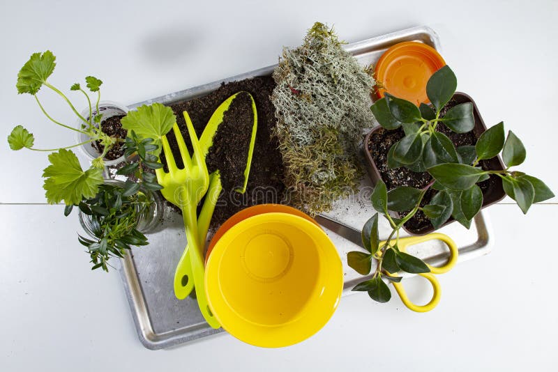 Tools and Accessories for Floriculture, Set for Planting Flowers and ...