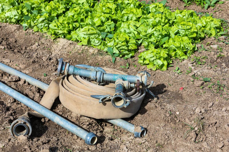 Tools for Artificial Watering beside Lettuce Stock Photo - Image of ...