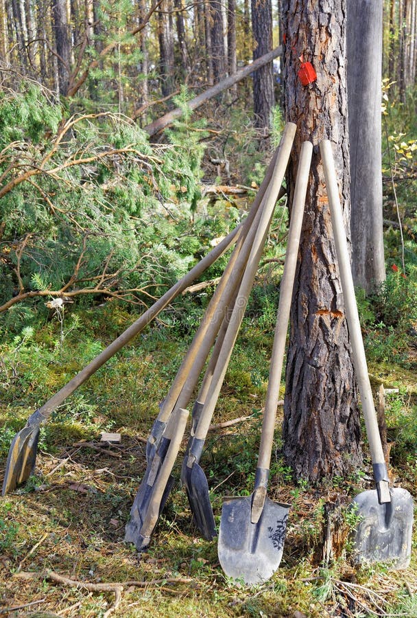 Tools in the forest stock photo. Image of turf, pine - 81460786