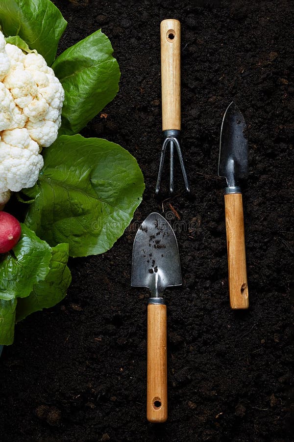 Tools for the Garden and Garden Lie on the Ground Next To Fresh ...