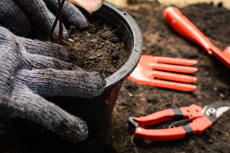 Tools on Planting a Black Tree on the Ground Stock Photo - Image of ...