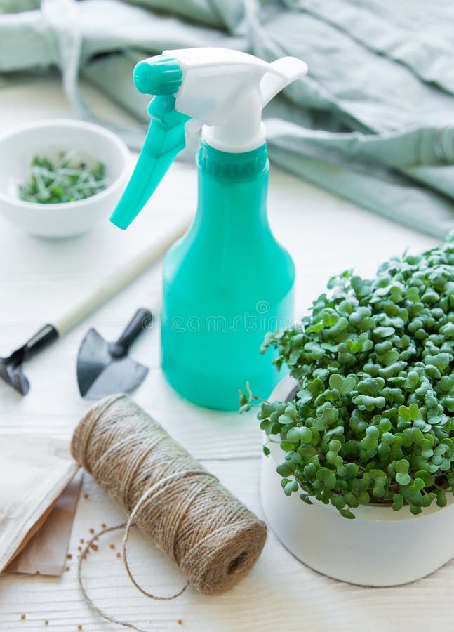 Tools and Seeds for Growing Microgreens and a Tray of Radish ...