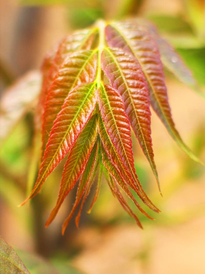 Toona sinensis stock image. Image of leaves, china, cooking - 9164065
