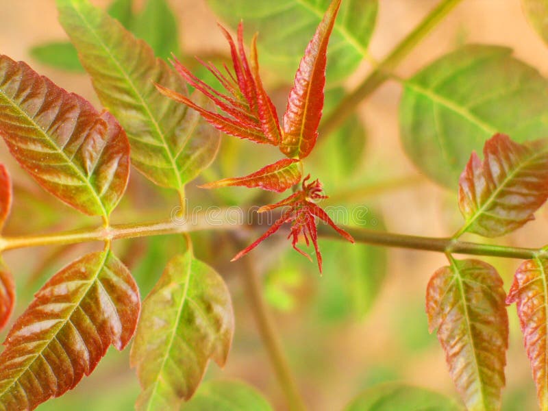 Toona sinensis leaves stock photo. Image of toona, vegetables - 9164066