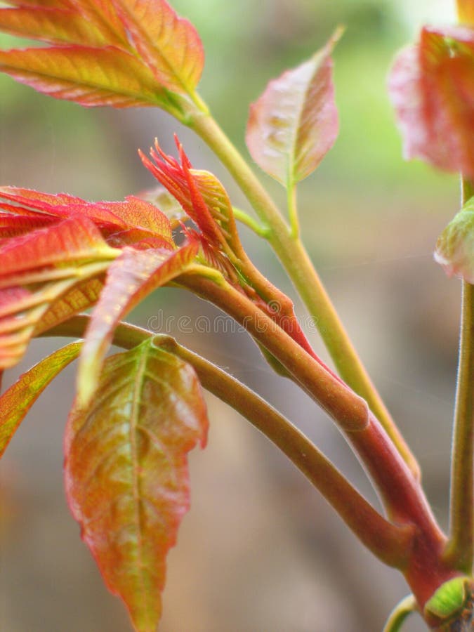 Toona sinensis stock image. Image of cooking, trees, vegetables - 9164109