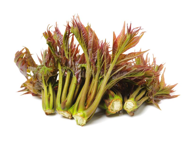 Toona sinensis stock image. Image of cooking, trees, vegetables - 9164109