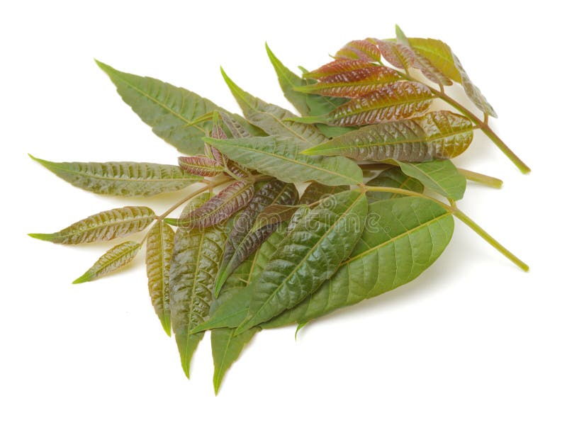Toona Sinensis stock photo. Image of ingredient, food - 46359316