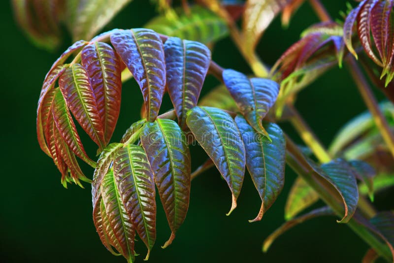 Toona Sinensis stock photo. Image of ingredient, food - 46359316