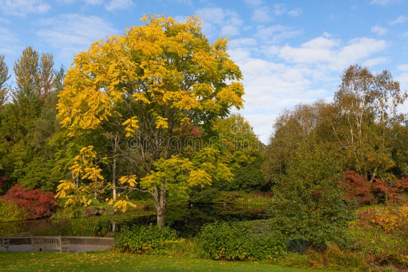 Toona sinensis stock image. Image of toona, botanical - 258902859
