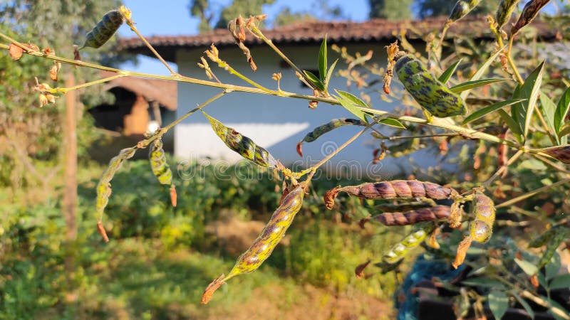 Toor Dal in the field stock photo. Image of green, nature - 263535790