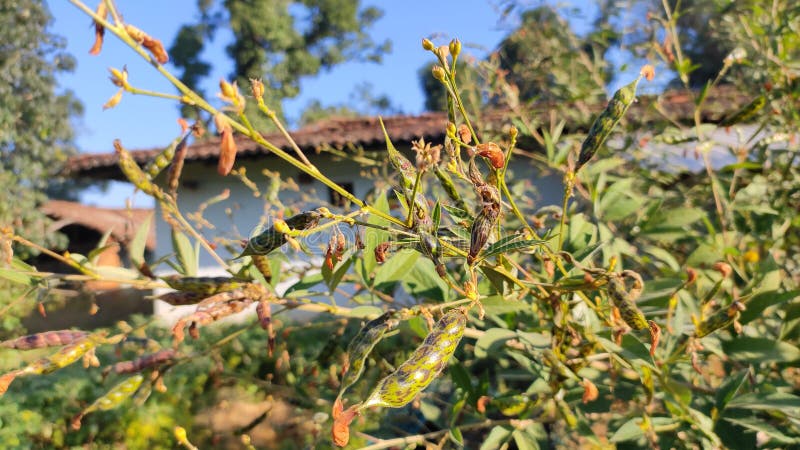 Toor Dal in the field stock photo. Image of evergreen - 263537590