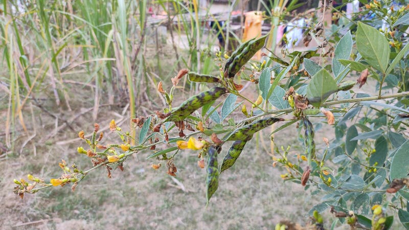 Toor Dal in the field stock photo. Image of evergreen - 263537590
