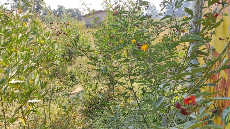 Toor Dal Plants in the Field Stock Photo - Image of plants, vegetation ...