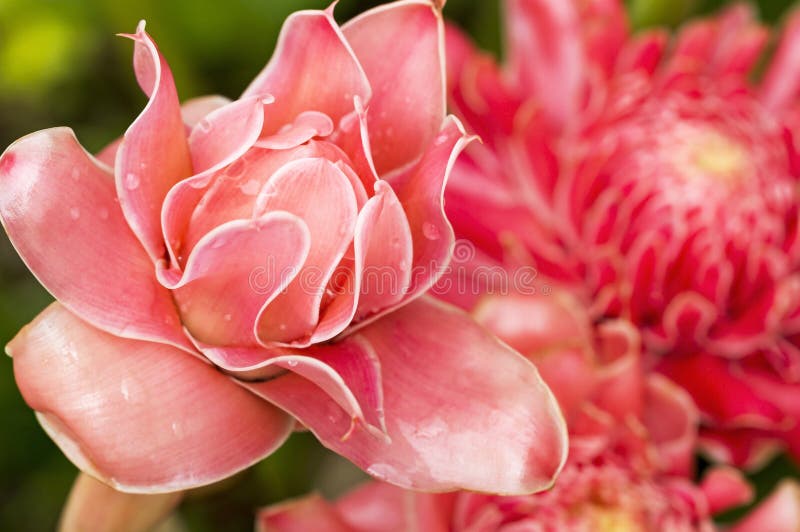 De Roze Gember Van De Toorts, Etlingera Elatior Stock Afbeelding ...