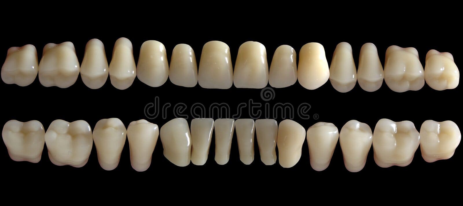 Incisor and Canine Teeth Isolated on Black Stock Photo - Image of ...