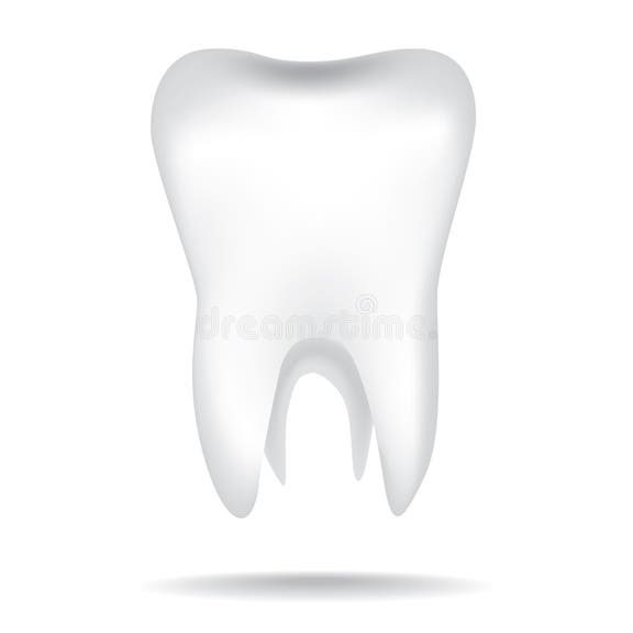 Permanent Tooth Cartoon Stock Illustrations – 252 Permanent Tooth ...