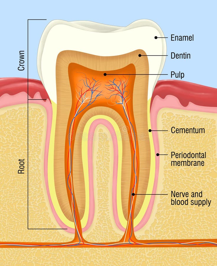 Human Tooth Structure. Vector Stock Vector - Illustration of bone ...