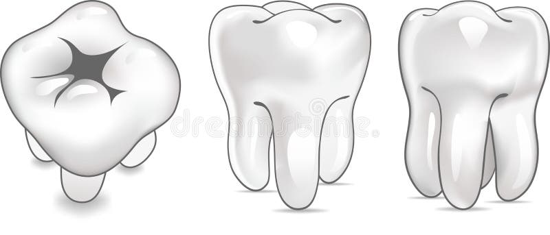 Tooth in 3 views stock vector. Illustration of stomatology - 22698372