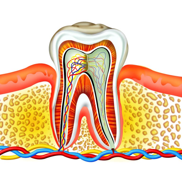 Inside Tooth Stock Illustrations – 2,701 Inside Tooth Stock ...