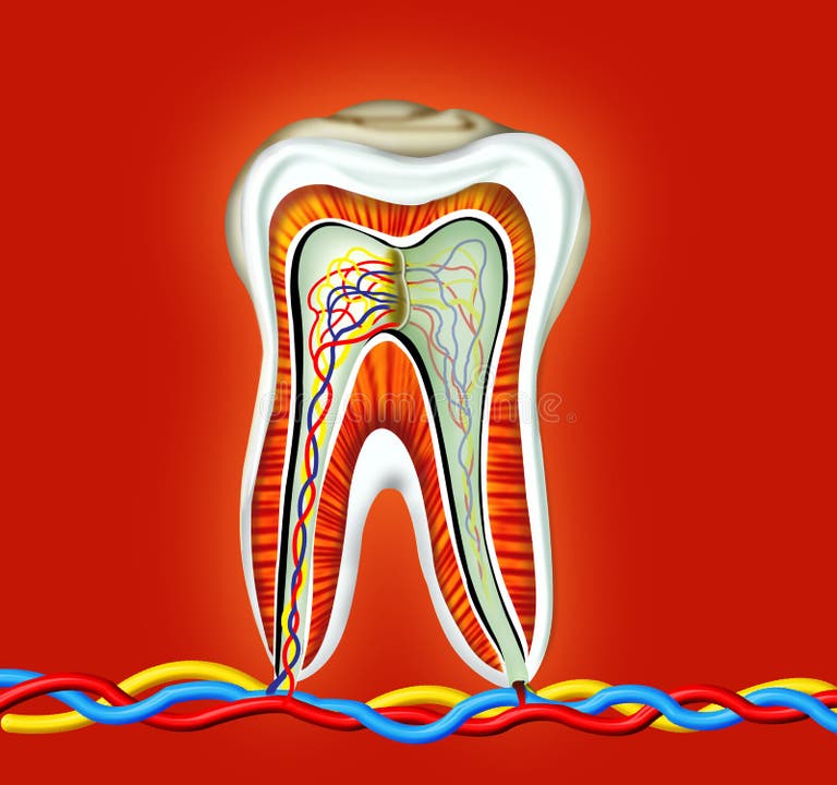 Inside Tooth Stock Illustrations – 2,701 Inside Tooth Stock ...
