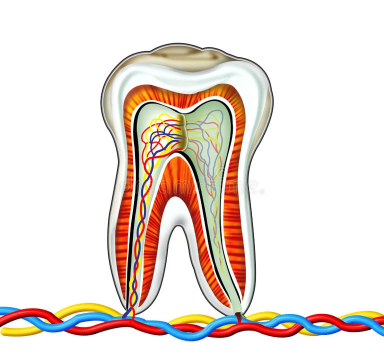 Inside Tooth Stock Illustrations – 2,701 Inside Tooth Stock ...