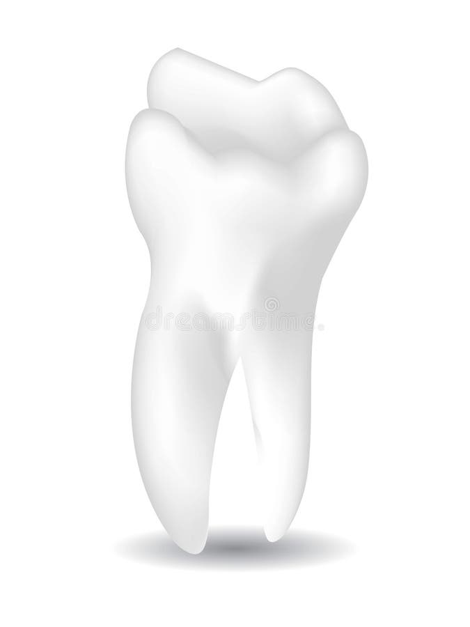 White Tooth Icon Vector Isolated Stock Vector - Illustration of icon ...