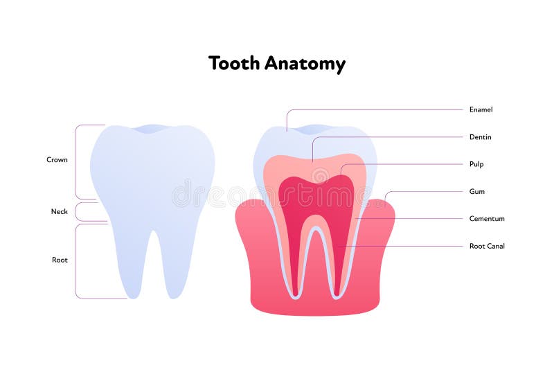 Tooth Anatomy and Decay Chart. Vector Biomedical Illustration. Cross ...