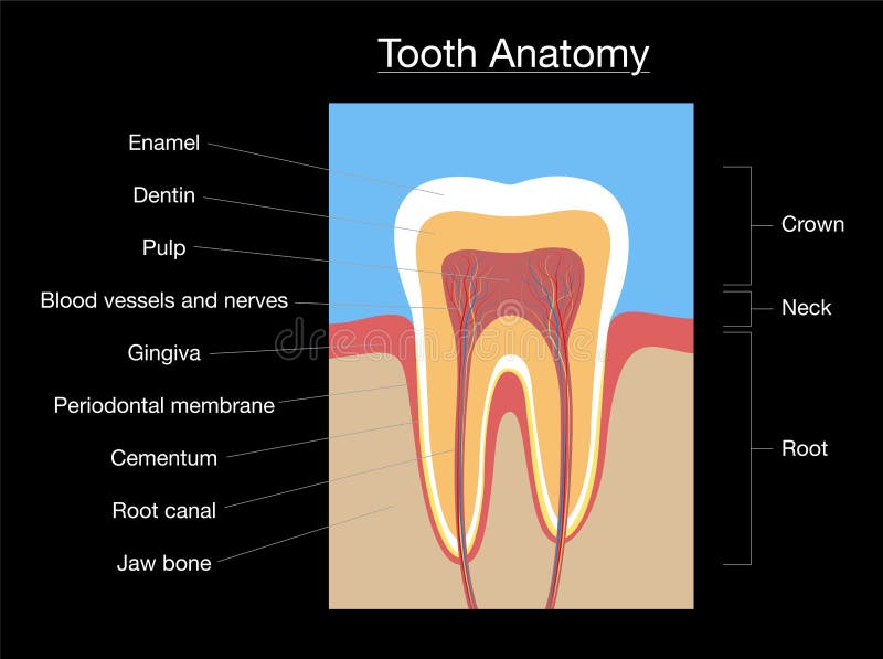 Tooth Anatomy Cross Section Medical Chart Black Stock Vector ...