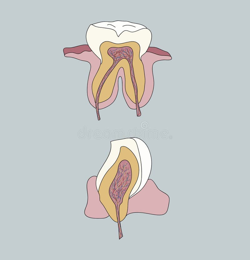 Tooth Anatomy. Internal Structure of the Tooth Stock Vector ... Tooth Anatomy. Internal Structure of the Tooth Stock Vector ...