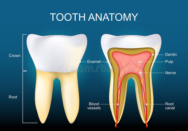 Anatomy Of Tooth Structure Child And Adult Dentition (Teeth)