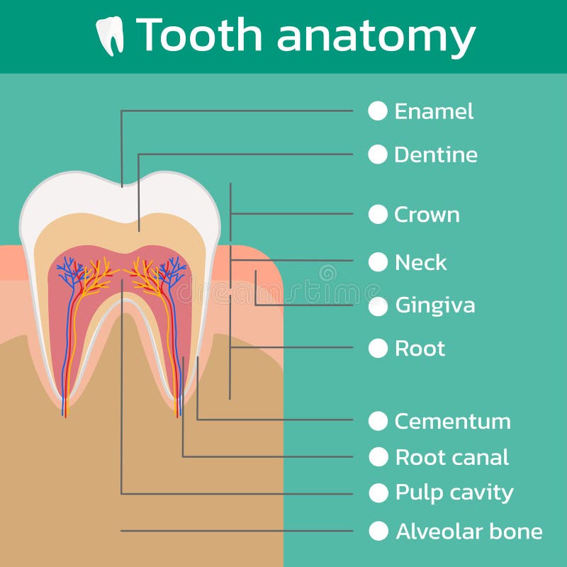 Tooth Anatomy (Structure of Tooth) Stock Vector - Illustration of ...