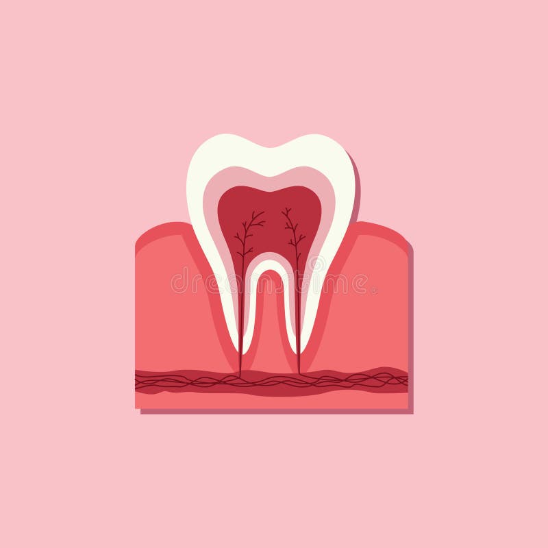 Tooth Anatomy. Vector Illustration Decorative Design Stock Vector ...