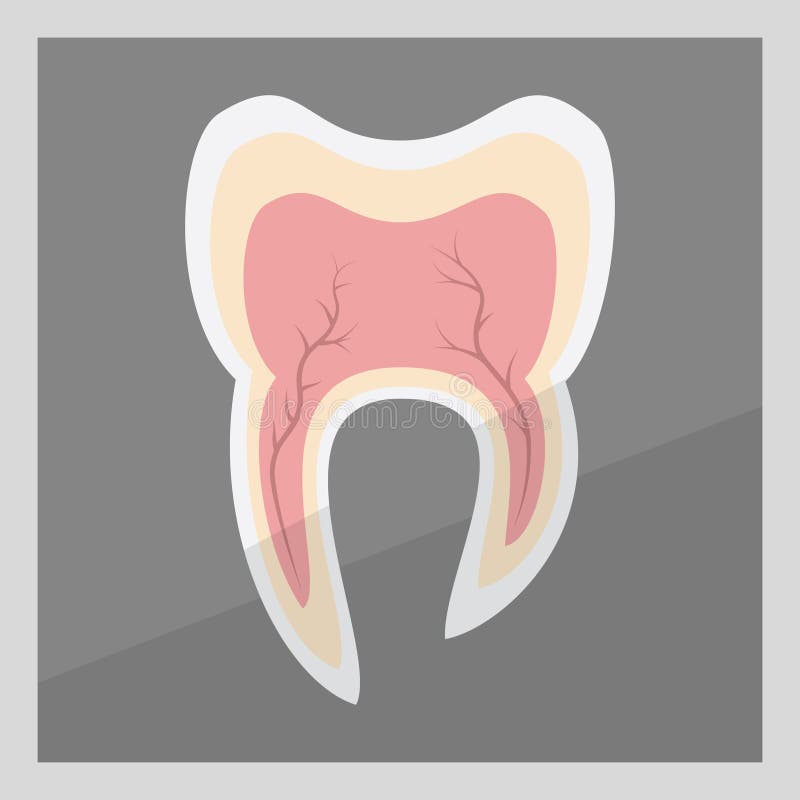 Tooth Anatomy. Vector Illustration Decorative Design Stock Vector ...