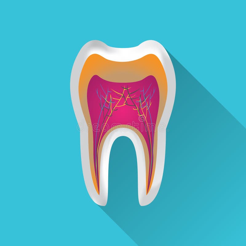 Tooth Anatomy. Vector Illustration Decorative Design Stock Vector ...
