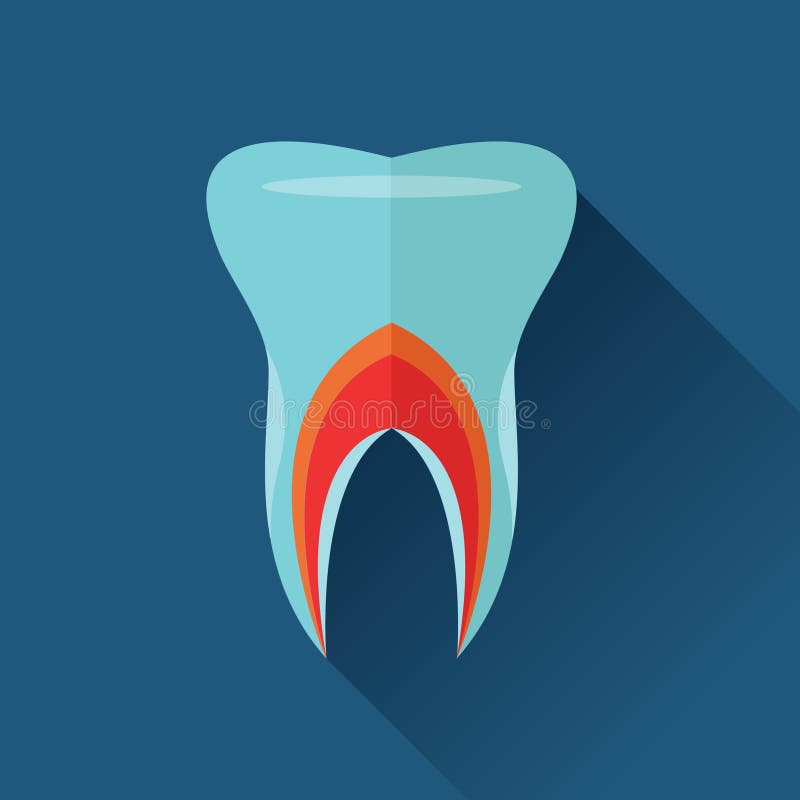 Tooth Anatomy. Vector Illustration Decorative Design Stock Vector ...