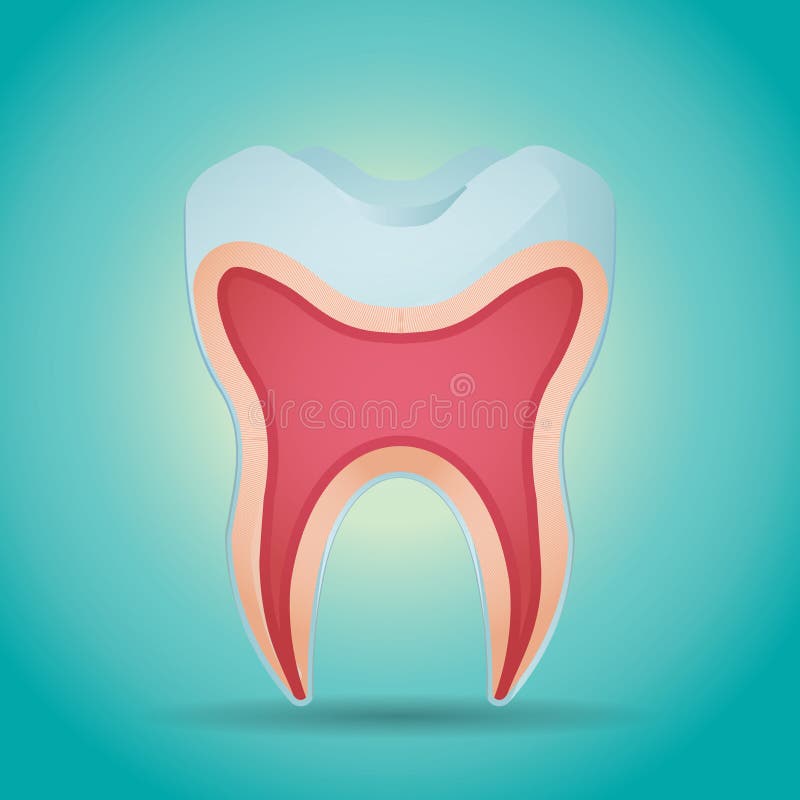 Tooth Anatomy. Vector Illustration Decorative Design Stock Vector ...